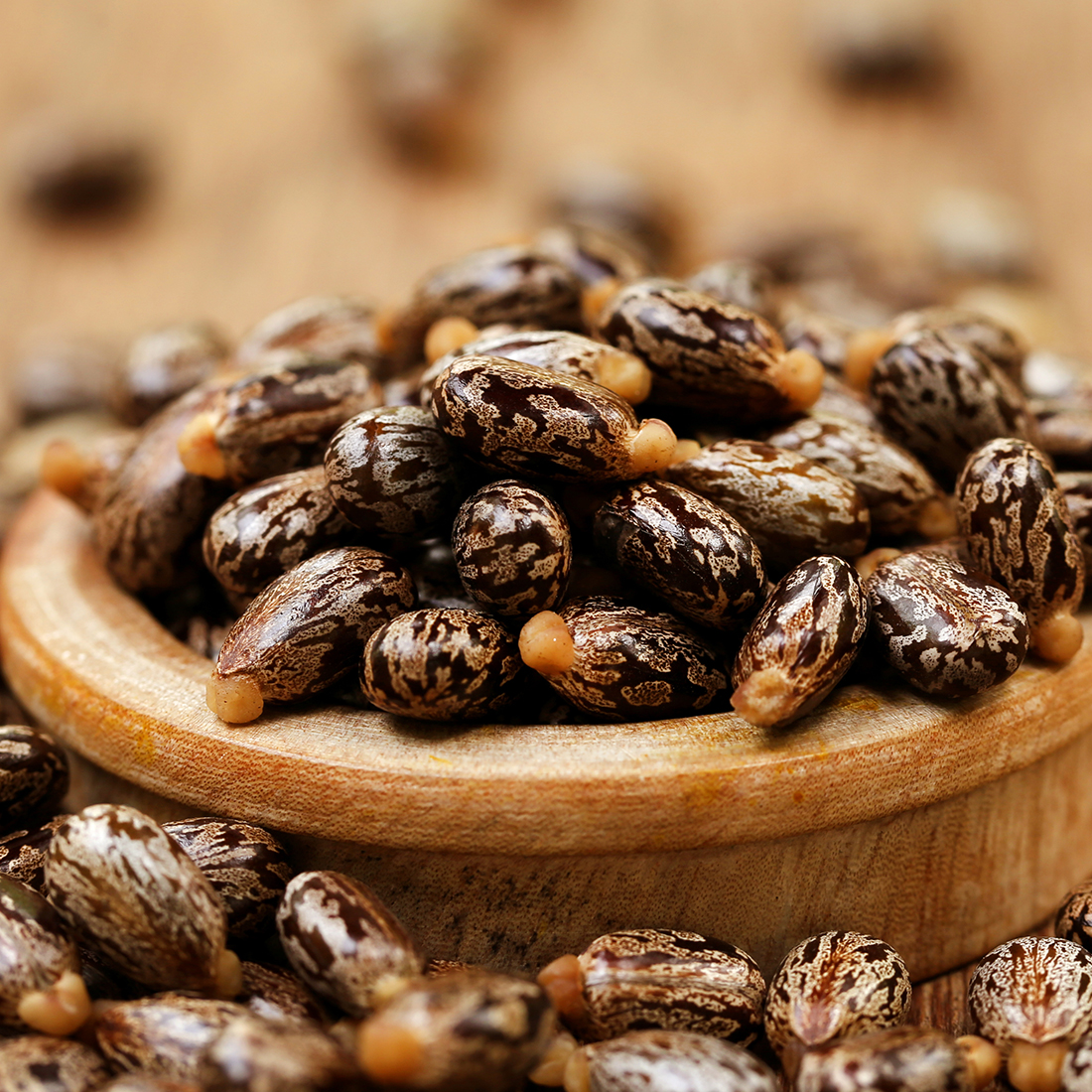 Oil Seeds - Troth Exports